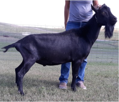 *B Dawnwind TC Freight Train – Dawnwind Dairy Goats