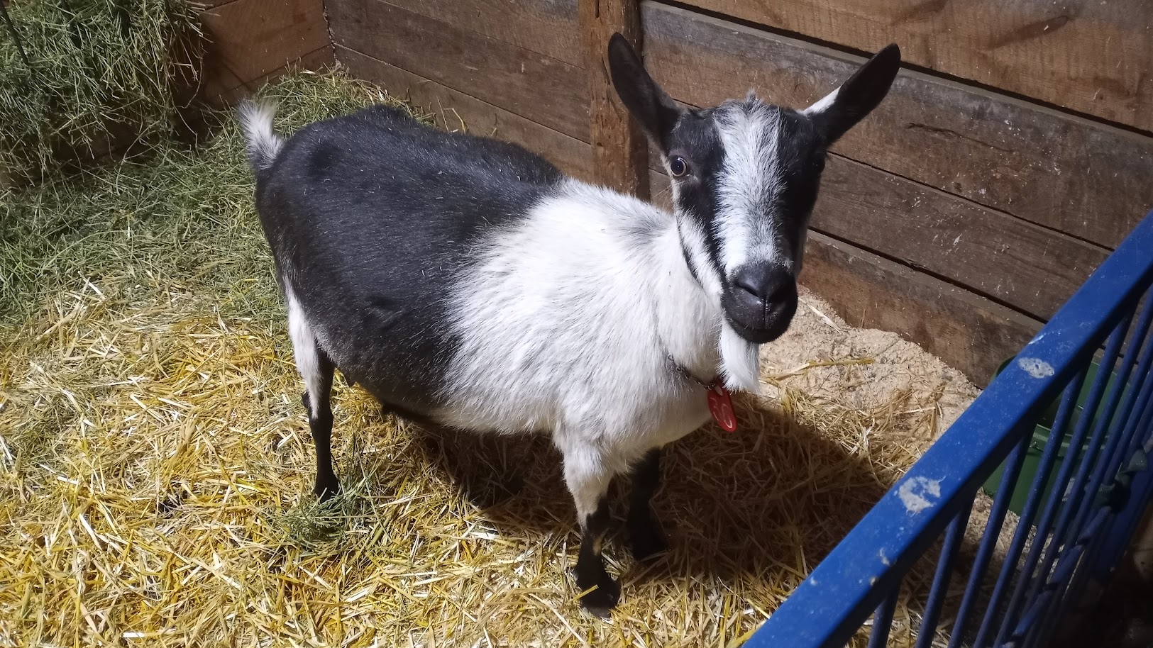 Dawnwind Manolo Minerva 5*M – Dawnwind Dairy Goats