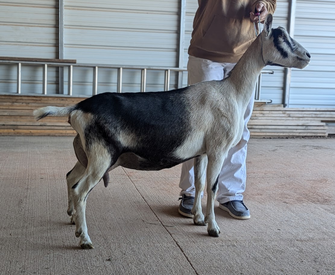 Stalwart Farms Everest 1*M – Dawnwind Dairy Goats