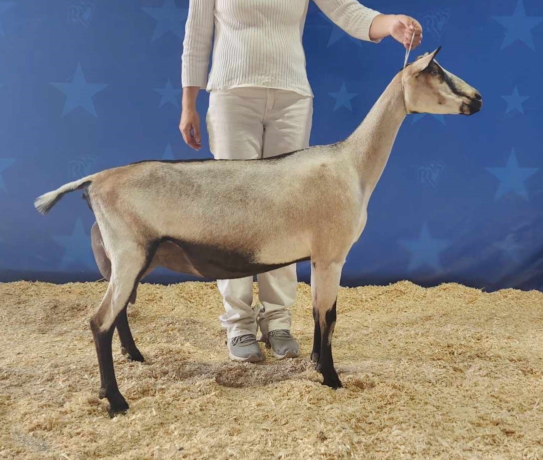 Senior Does – Dawnwind Dairy Goats